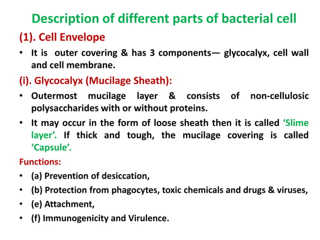 Plant pathogenic bacteria | PPTX | Biological Sciences | Science