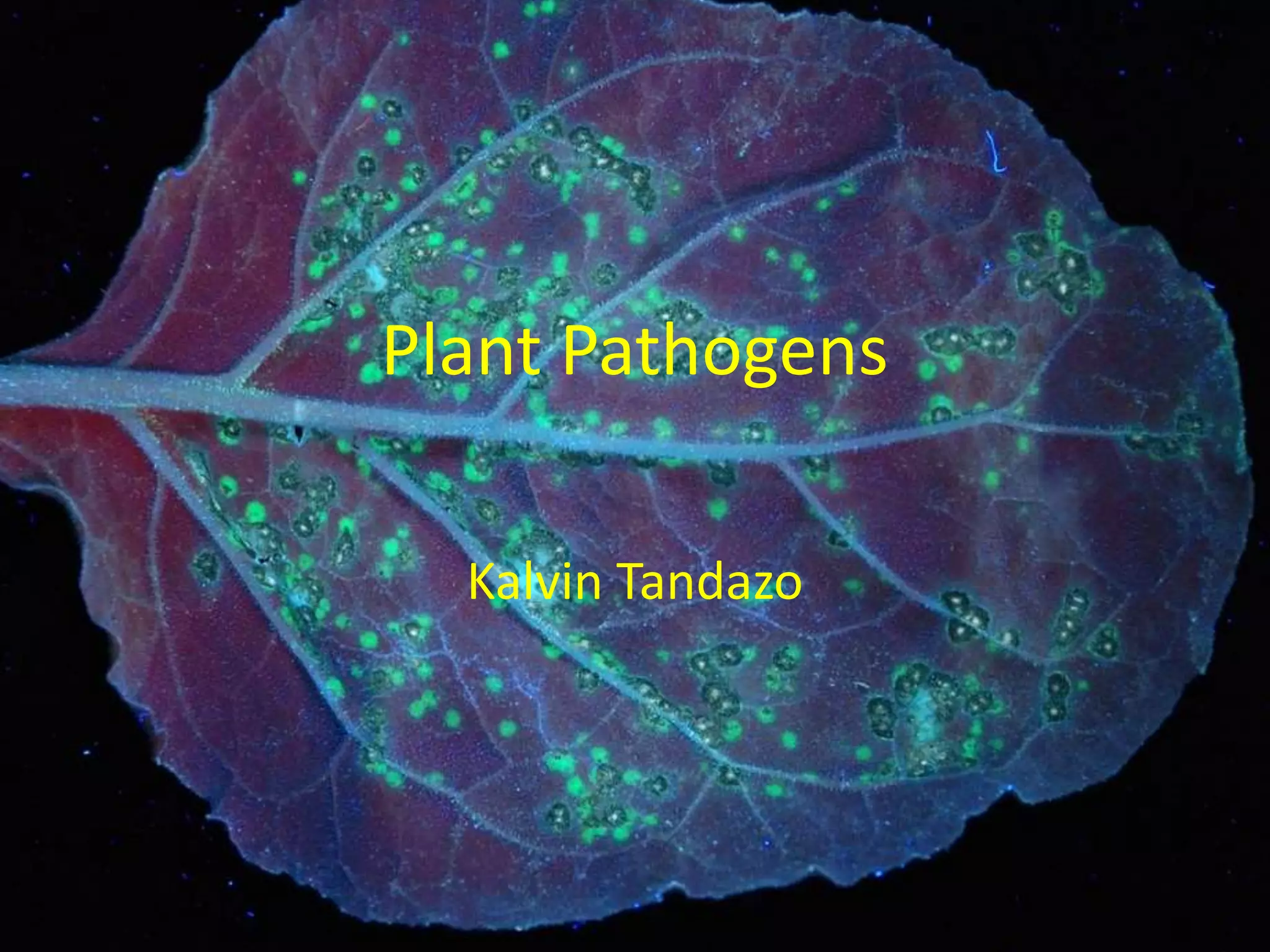 Plant Pathogens Impact on Succession | PPTX