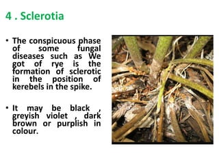 Plant pathology | PPTX | Infectious Diseases | Diseases and Conditions