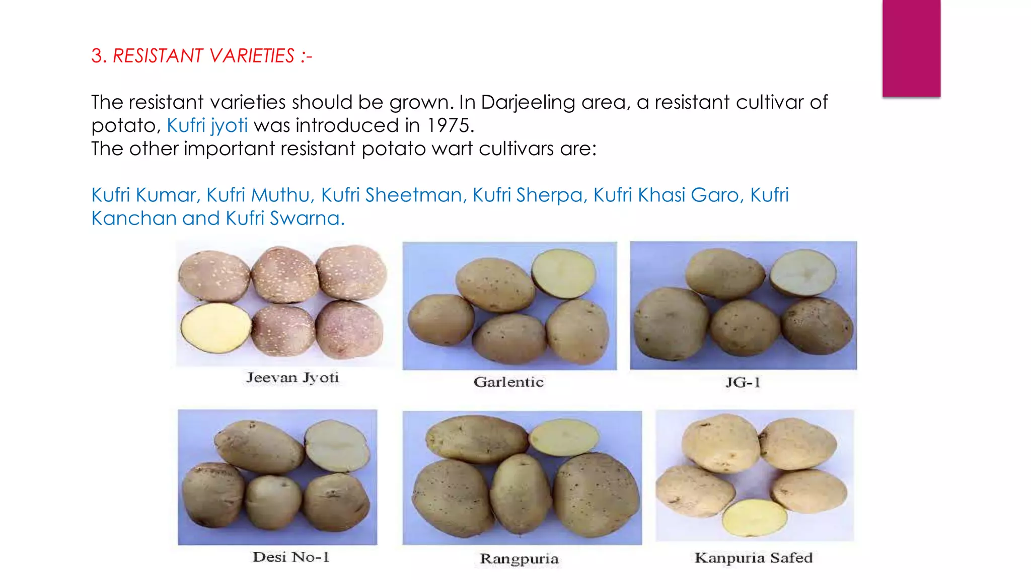 Plant Pathology Black wart disease of Potato.pdf