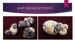 Plant Pathology Black wart disease of Potato.pdf
