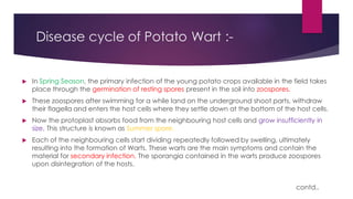 Plant Pathology Black wart disease of Potato.pdf