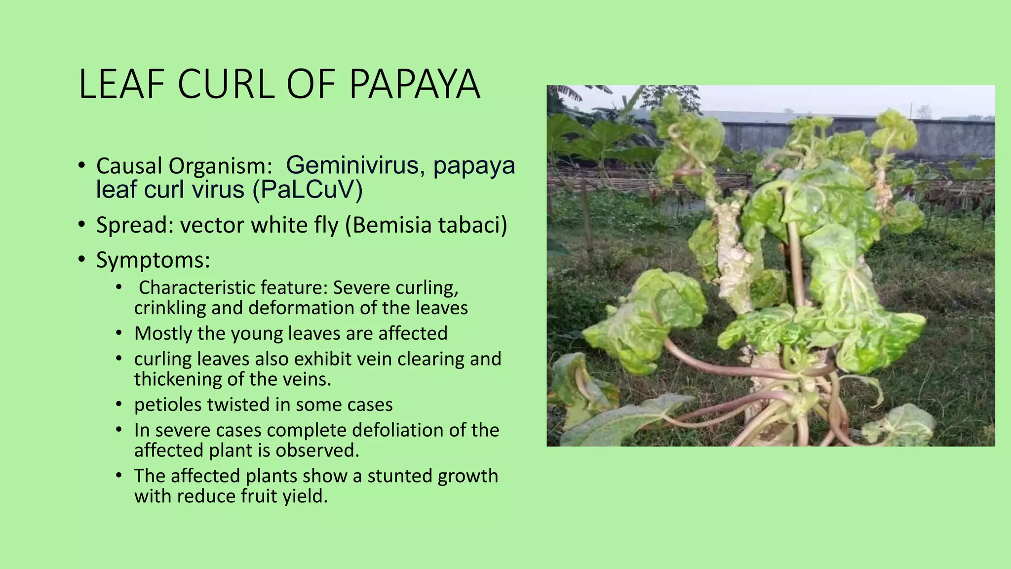 PLANT PATHOLOGY.pptx