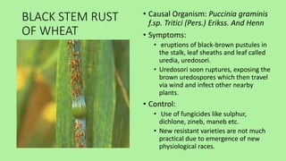 PLANT PATHOLOGY.pptx