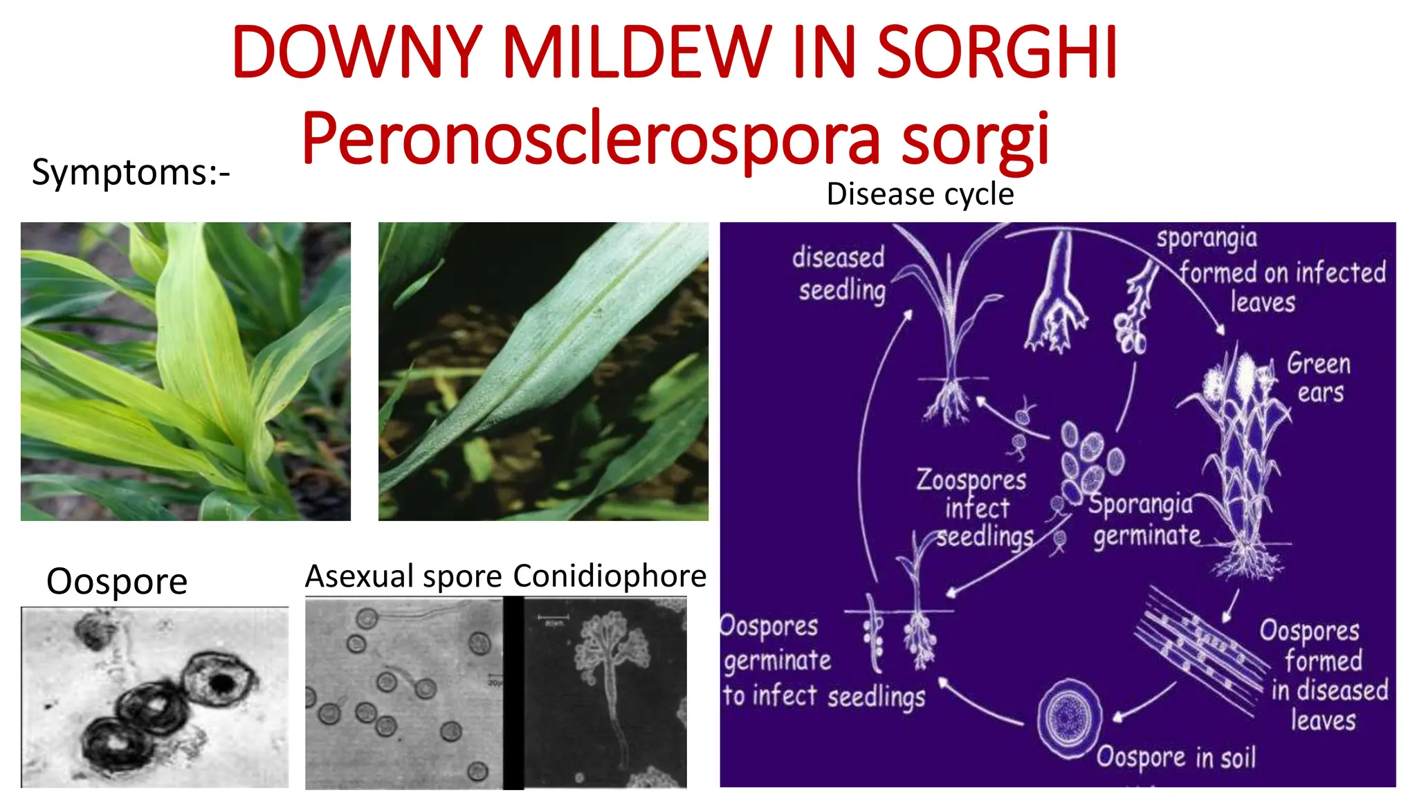 Downy mildew in sorghum | PPTX