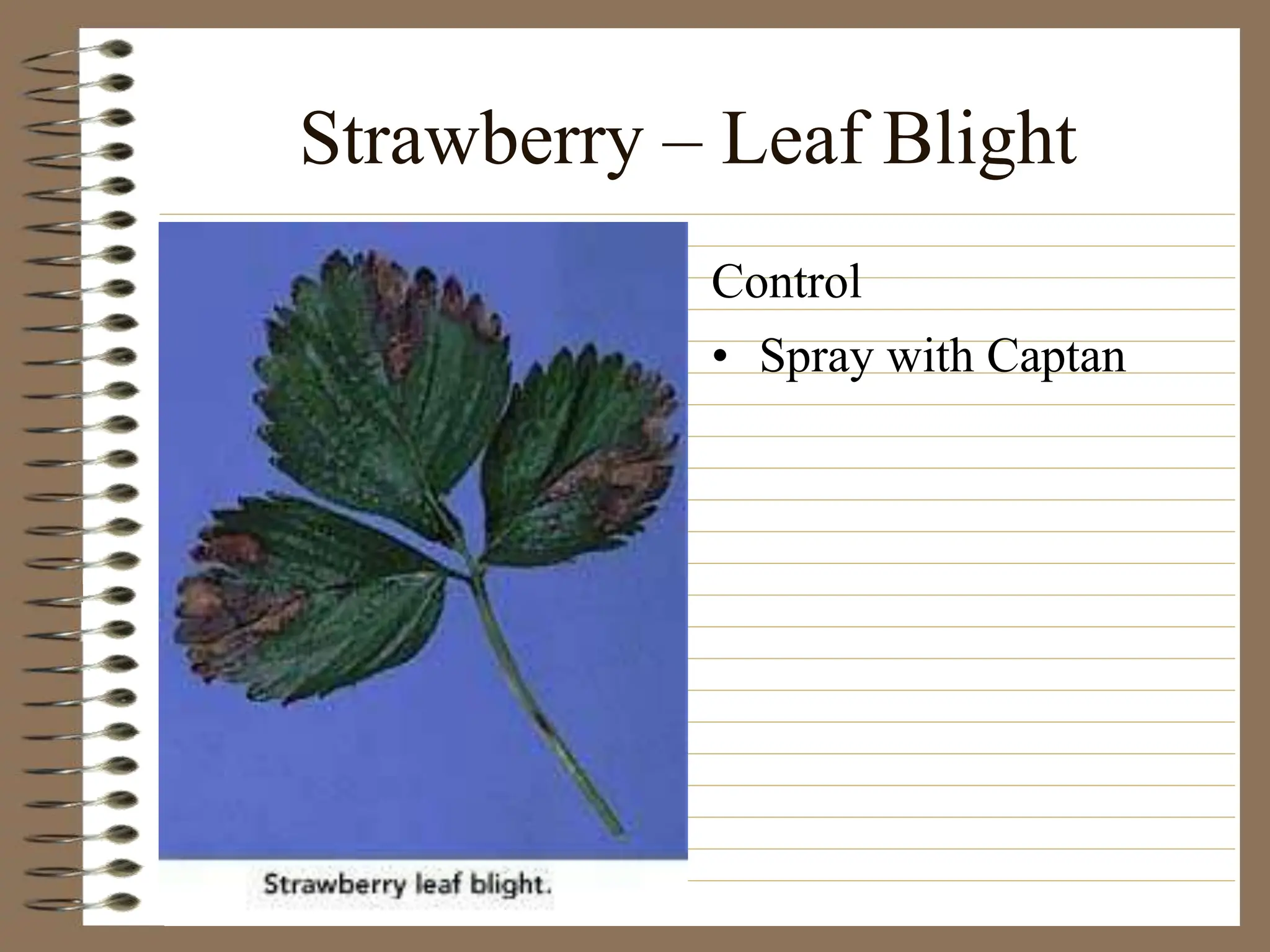 FFA Judging Plant pathology study guide.ppt