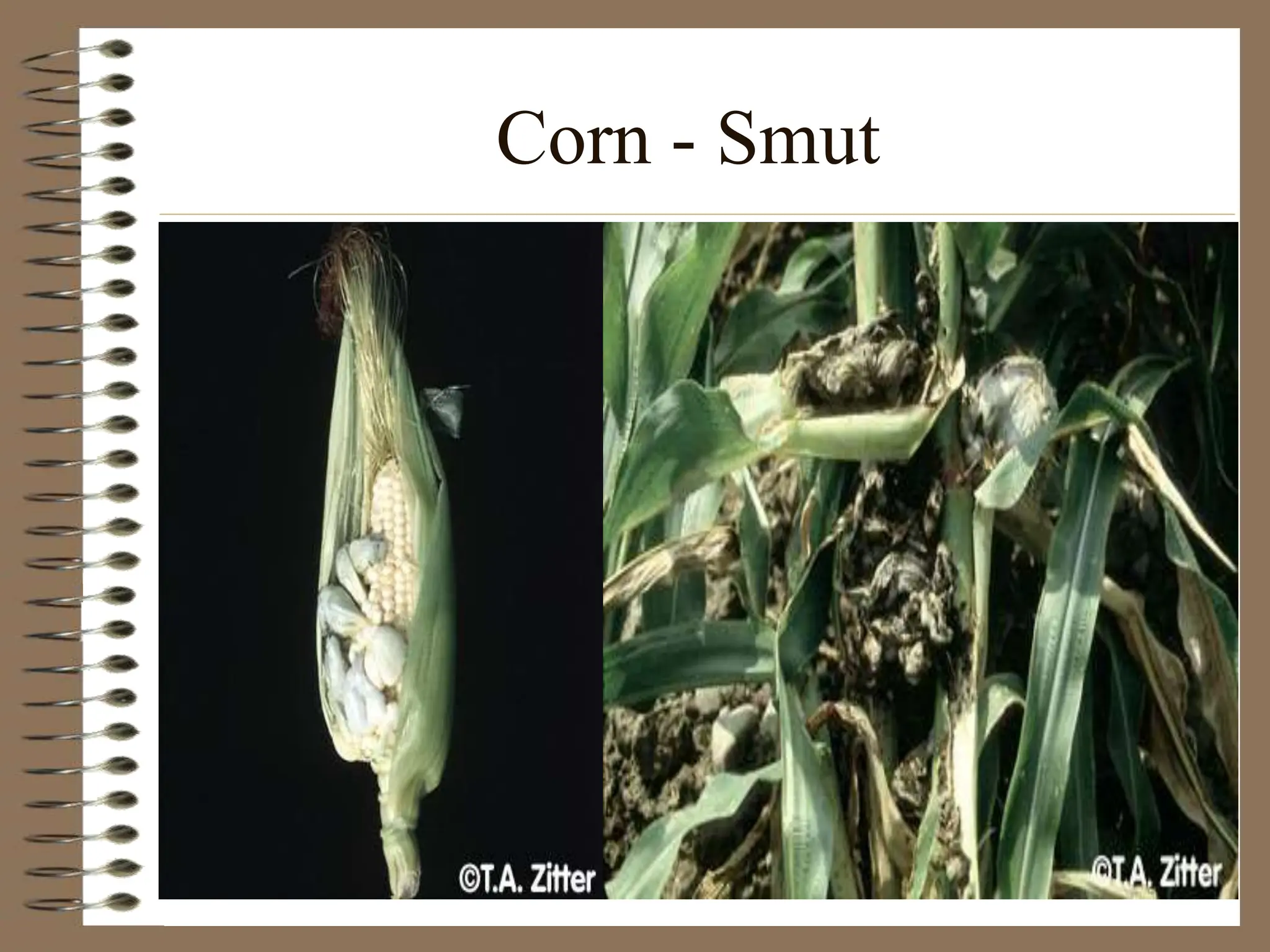 FFA Judging Plant pathology study guide.ppt