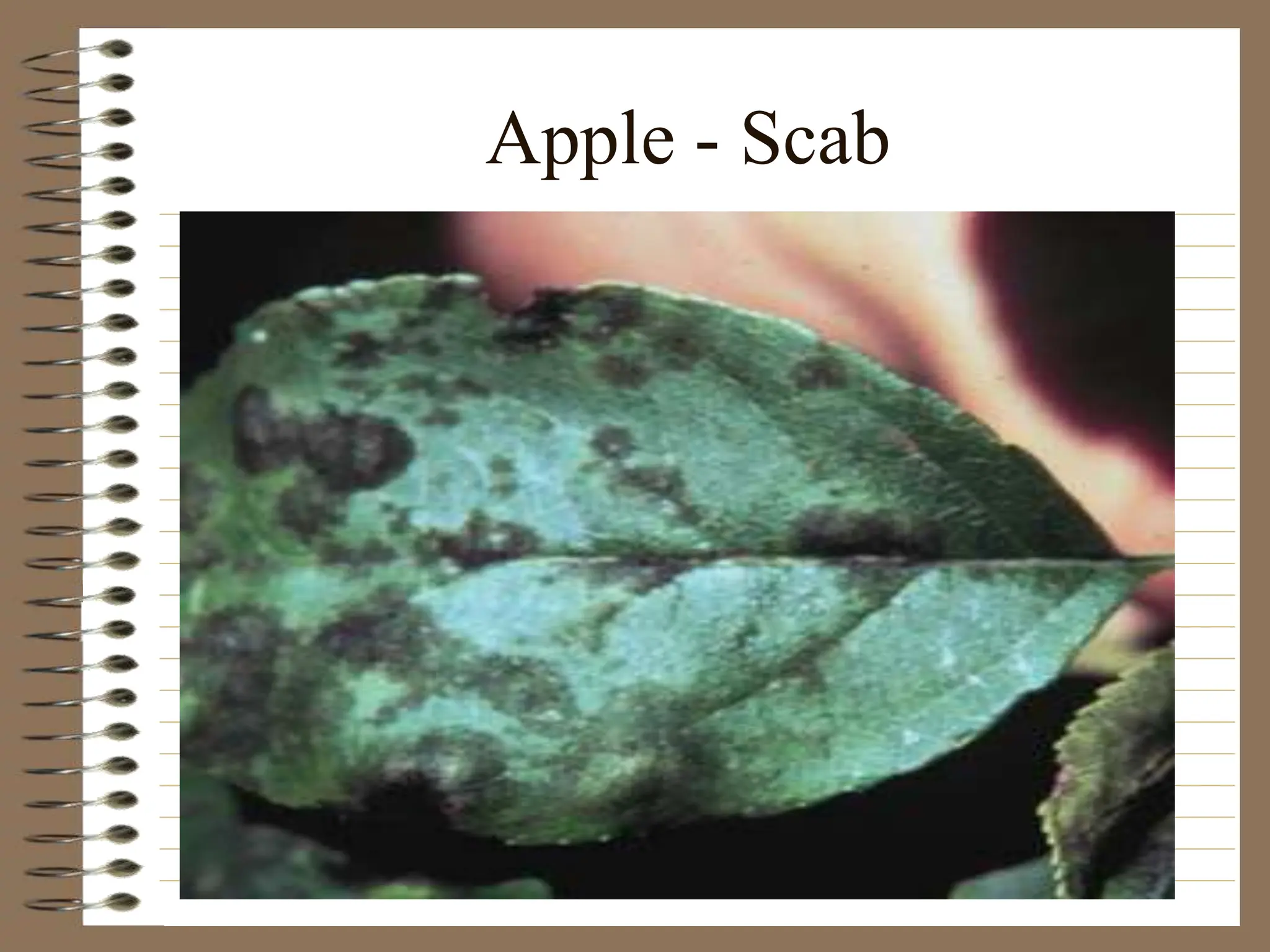 FFA Judging Plant pathology study guide.ppt