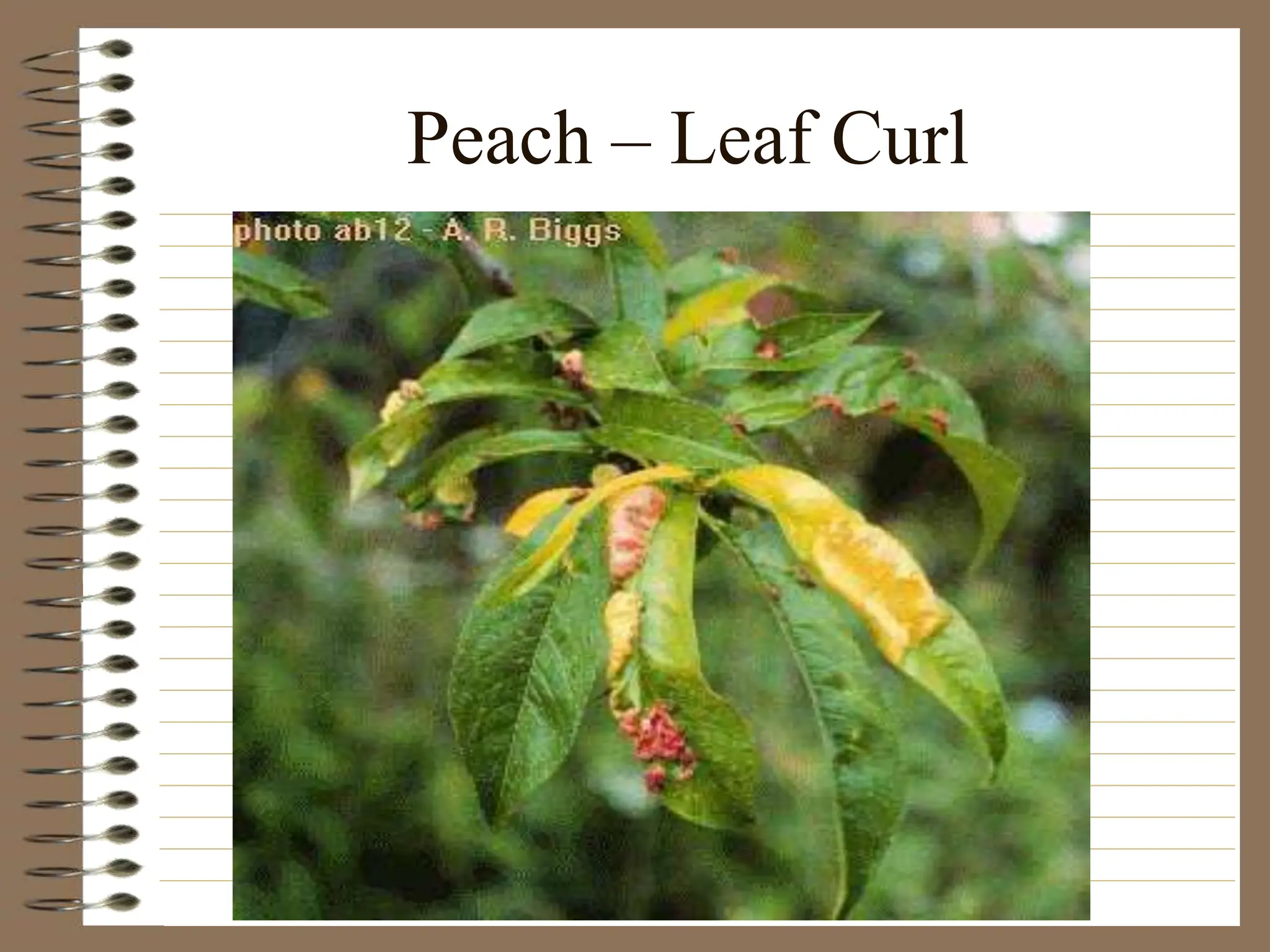 FFA Judging Plant pathology study guide.ppt