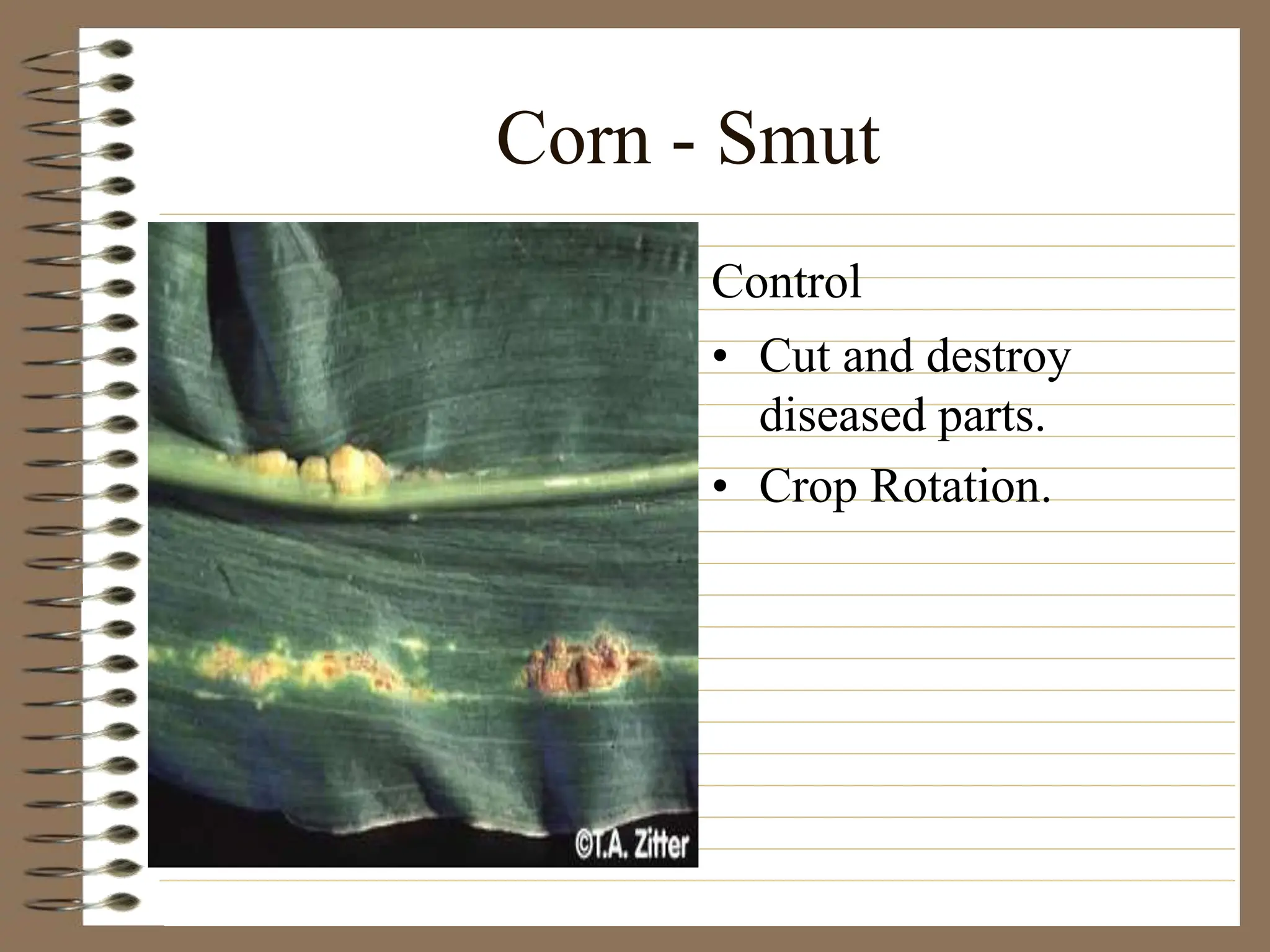 FFA Judging Plant pathology study guide.ppt