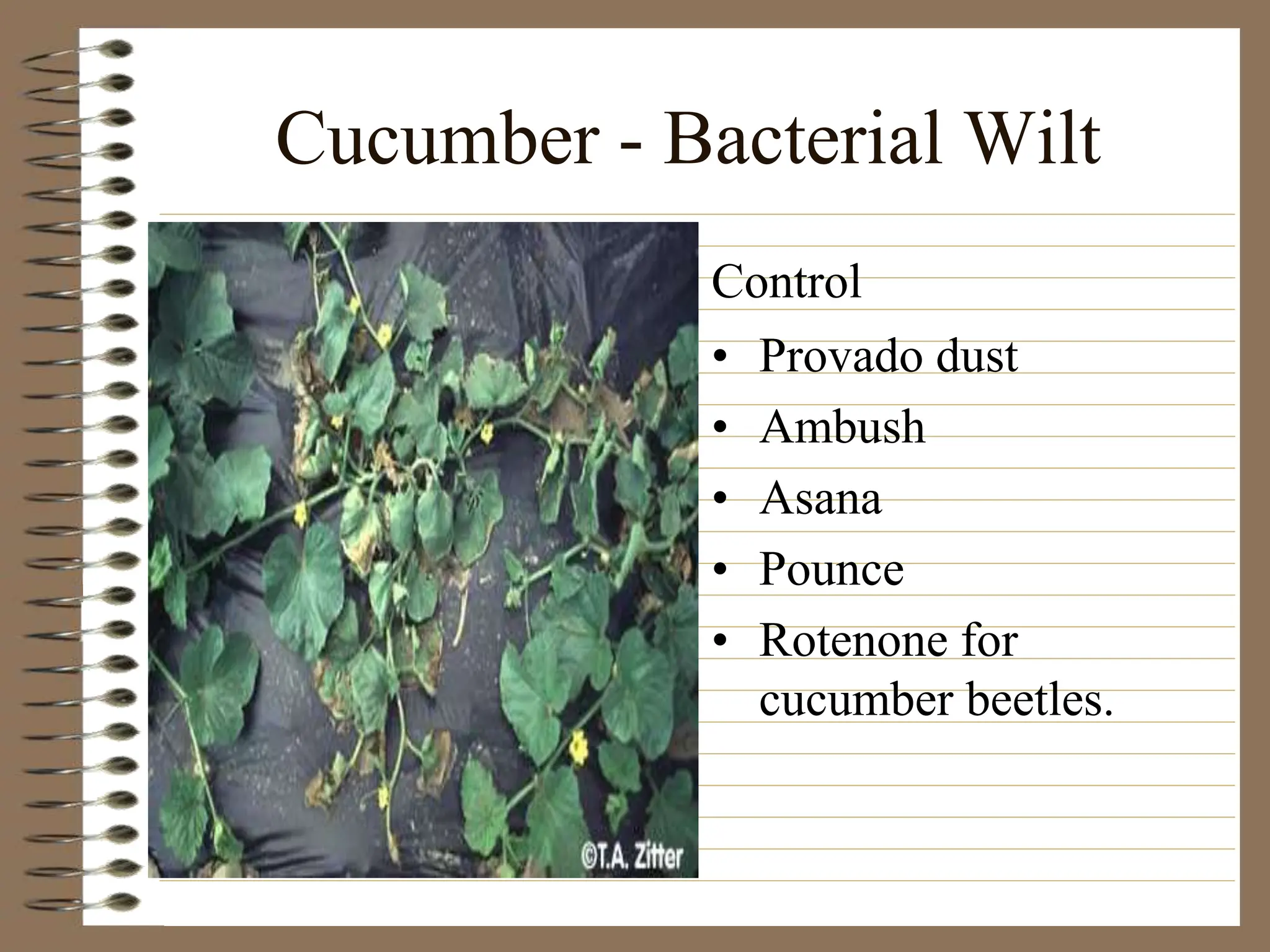 FFA Judging Plant pathology study guide.ppt
