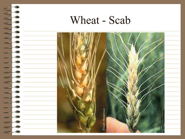 FFA Judging Plant pathology study guide.ppt