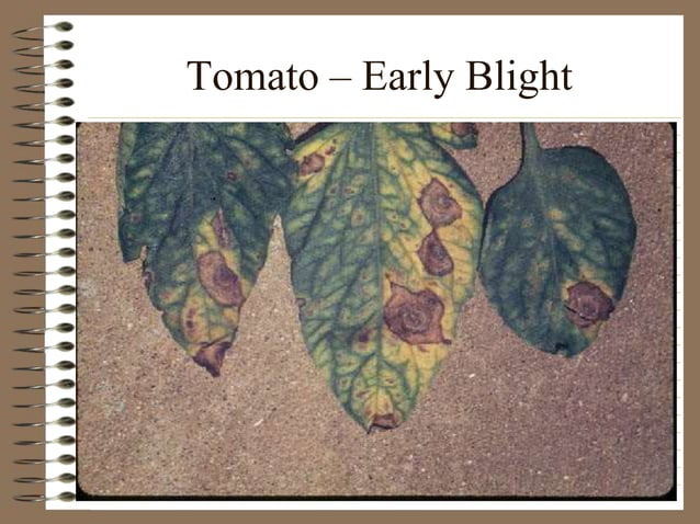 FFA Judging Plant pathology study guide.ppt