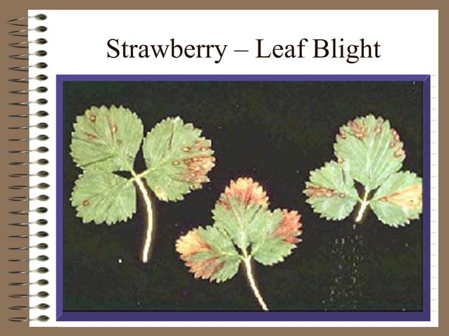 FFA Judging Plant pathology study guide.ppt