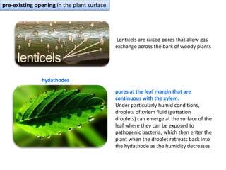 Plant pathology | PPTX