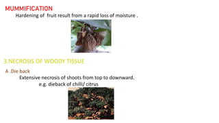 plant pathology introduction.pptx