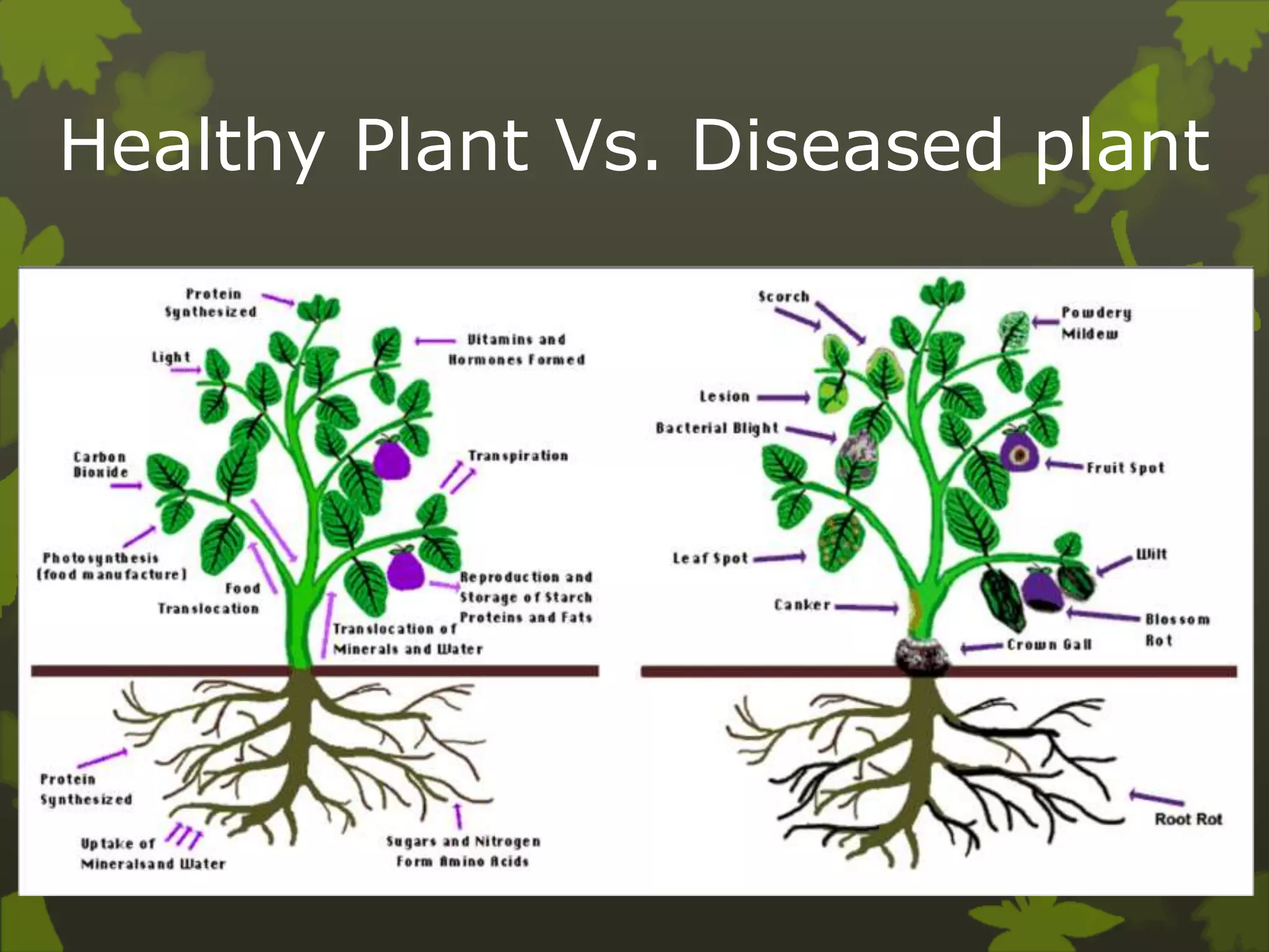 Plant pathology (phytopathology) | PPTX