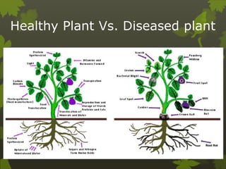 Plant pathology (phytopathology) | PPTX