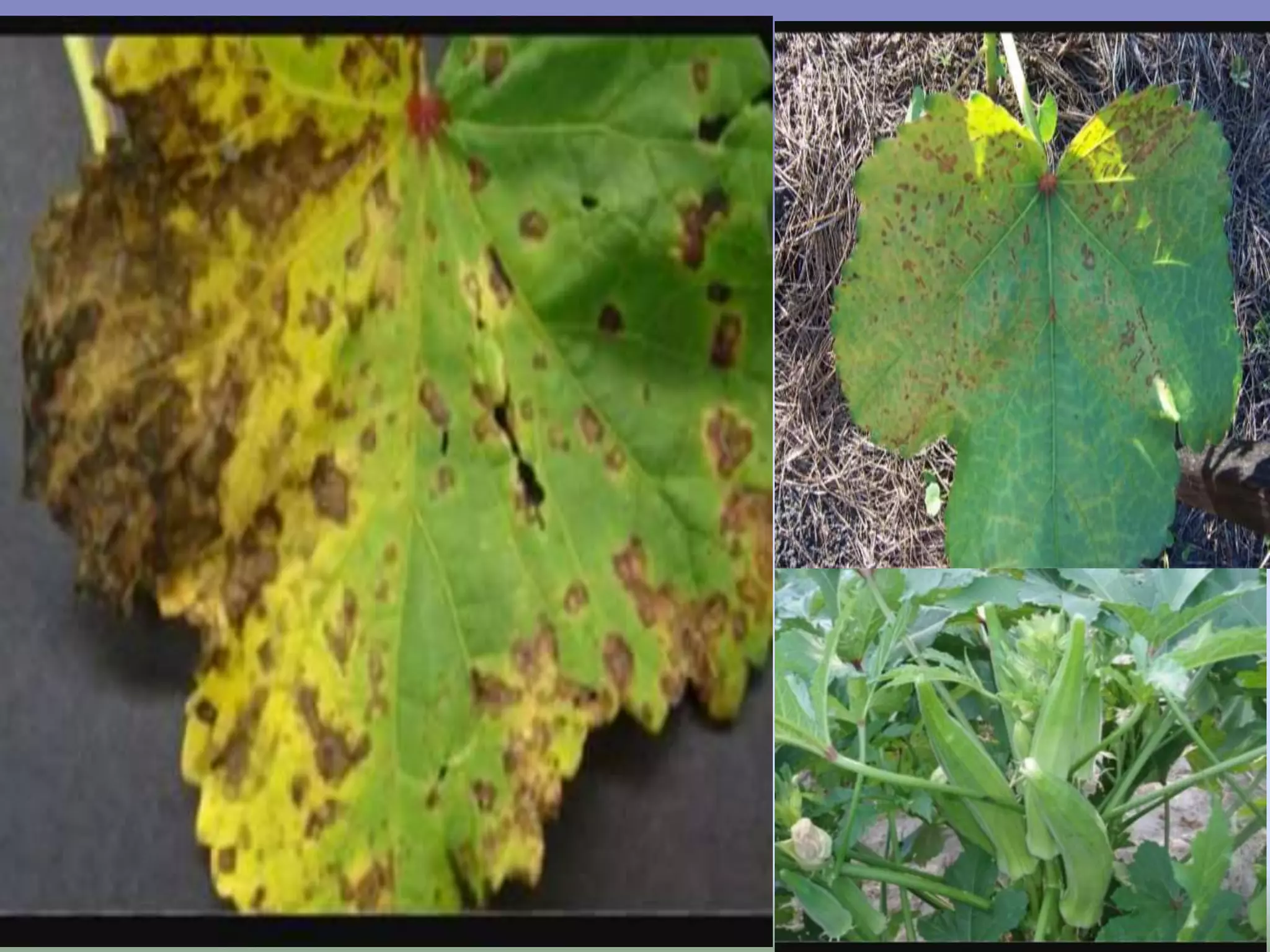 symptoms of disease in plants | PPTX