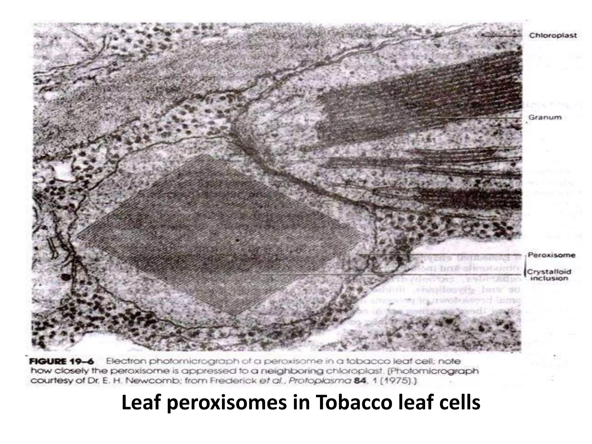 PLANT PEROXISOMES SMG | PPTX