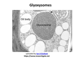 PLANT PEROXISOMES SMG | PPTX