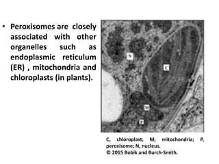 Peroxisome Micrograph