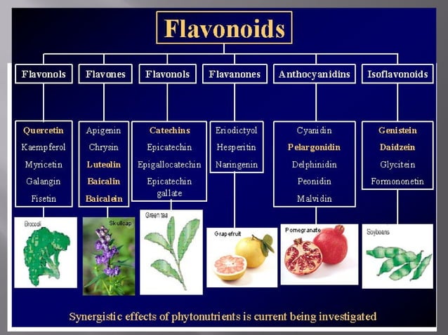 Plant phenolic compounds | PPT | Gardening | Home & Garden