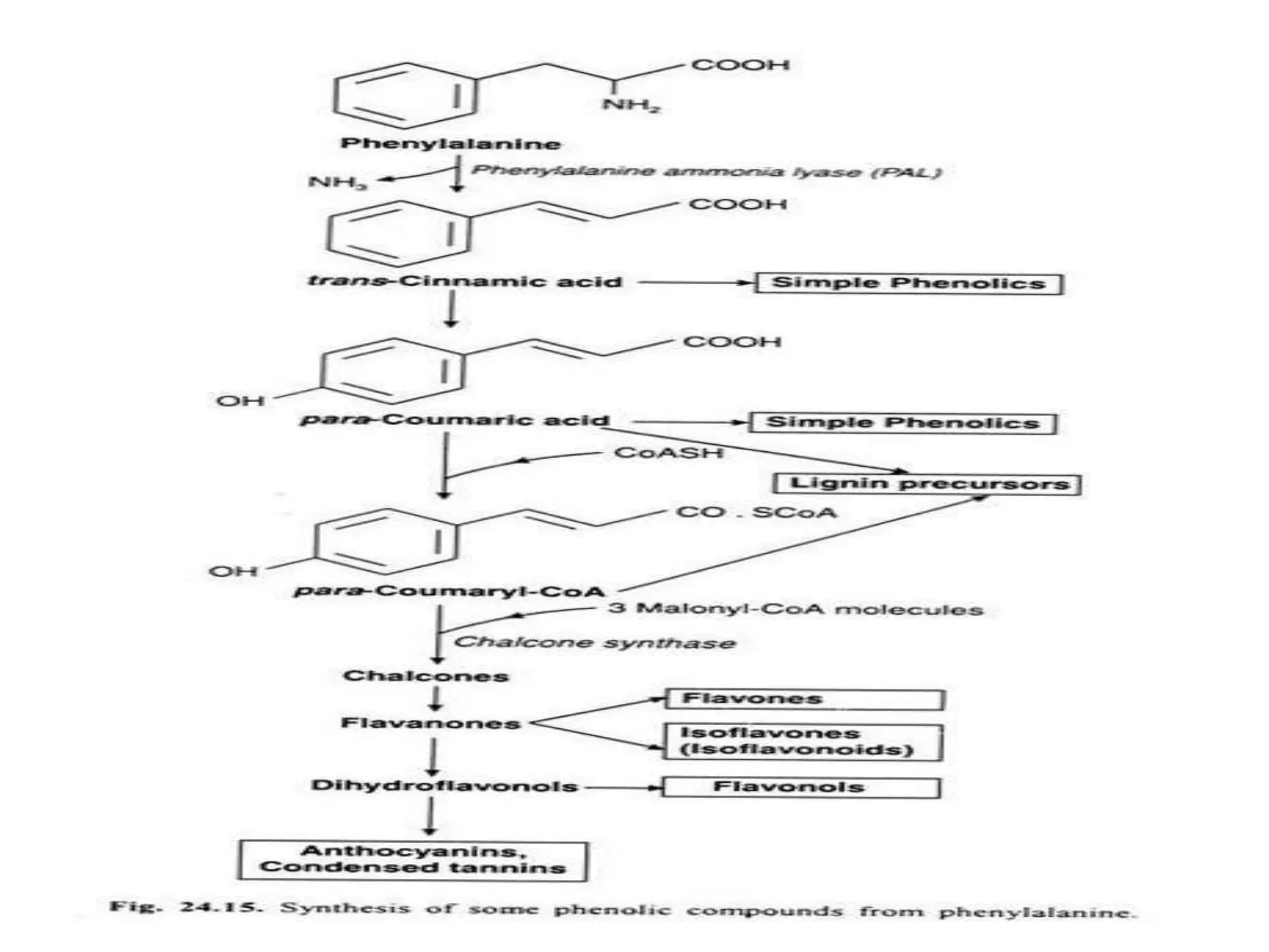 Plant phenolics and shikimate pathway | PPTX