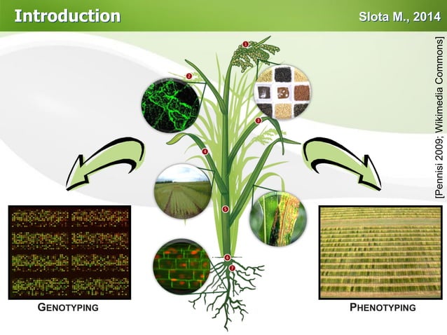 Plant phenotyping systems | PDF | Agriculture | Industries