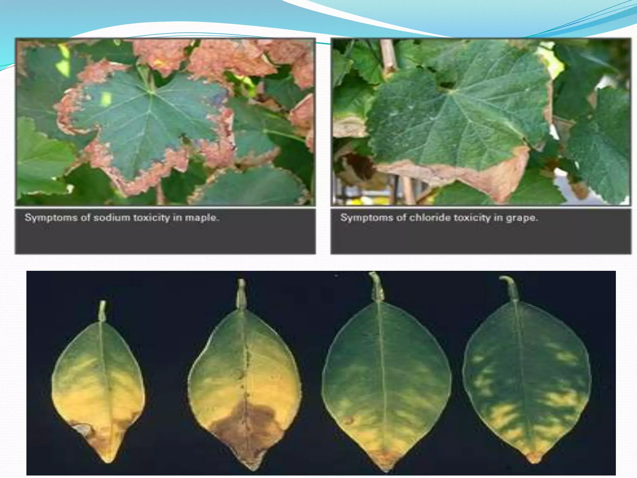 Plants Nutrients and Deficiency, Toxicity Symptoms | PPTX