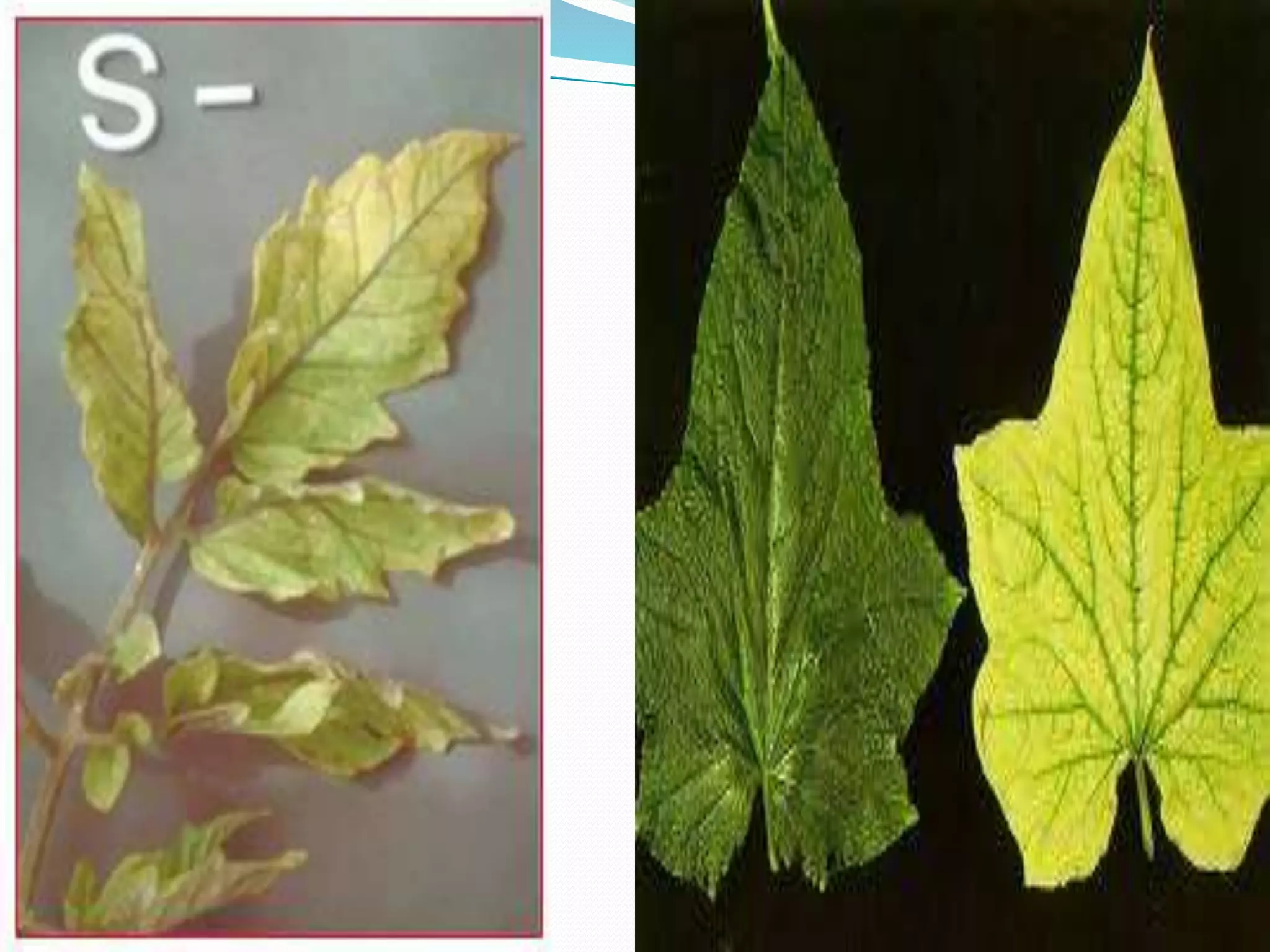 Plants Nutrients and Deficiency, Toxicity Symptoms | PPTX