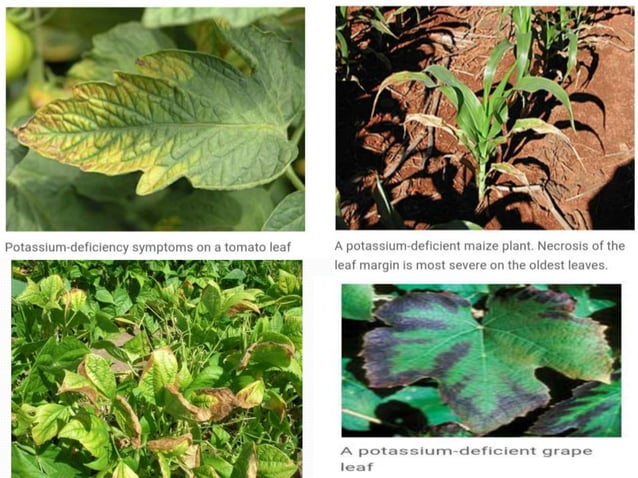 Plants Nutrients and Deficiency, Toxicity Symptoms | PPTX