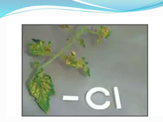 Chlorine Deficiency In Plants
