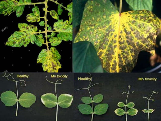 Plants Nutrients and Deficiency, Toxicity Symptoms