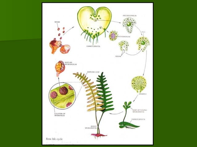 Plant Phyla