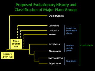 Plant phylogeny | PPTX