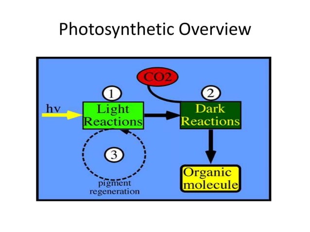 Plant physio photosynthesis | PPTX | Science