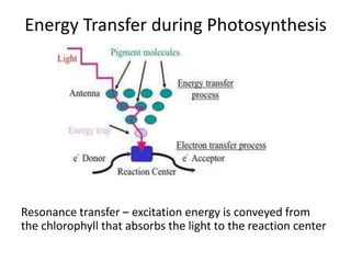 Plant physio photosynthesis | PPTX
