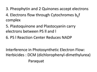 Plant physio photosynthesis | PPTX | Science