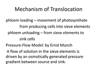 Plant physio translocation in the phloem | PPTX