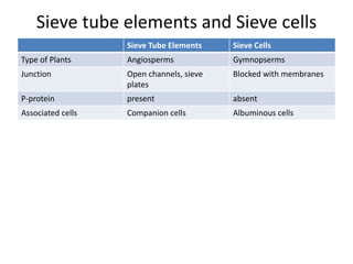Plant physio translocation in the phloem | PPTX