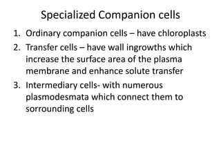 Plant physio translocation in the phloem | PPTX