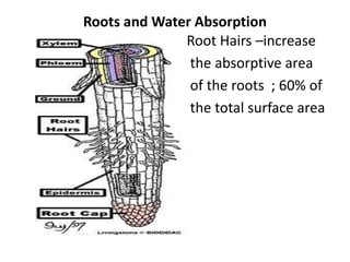 Plant physio water balance in plants | PPTX