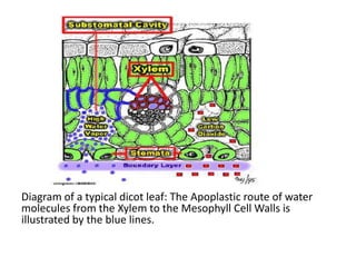Plant physio water balance in plants | PPTX