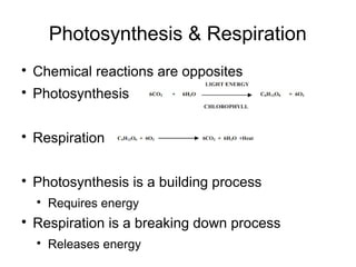 plantphysiology-120121184543-phpapp02.ppt