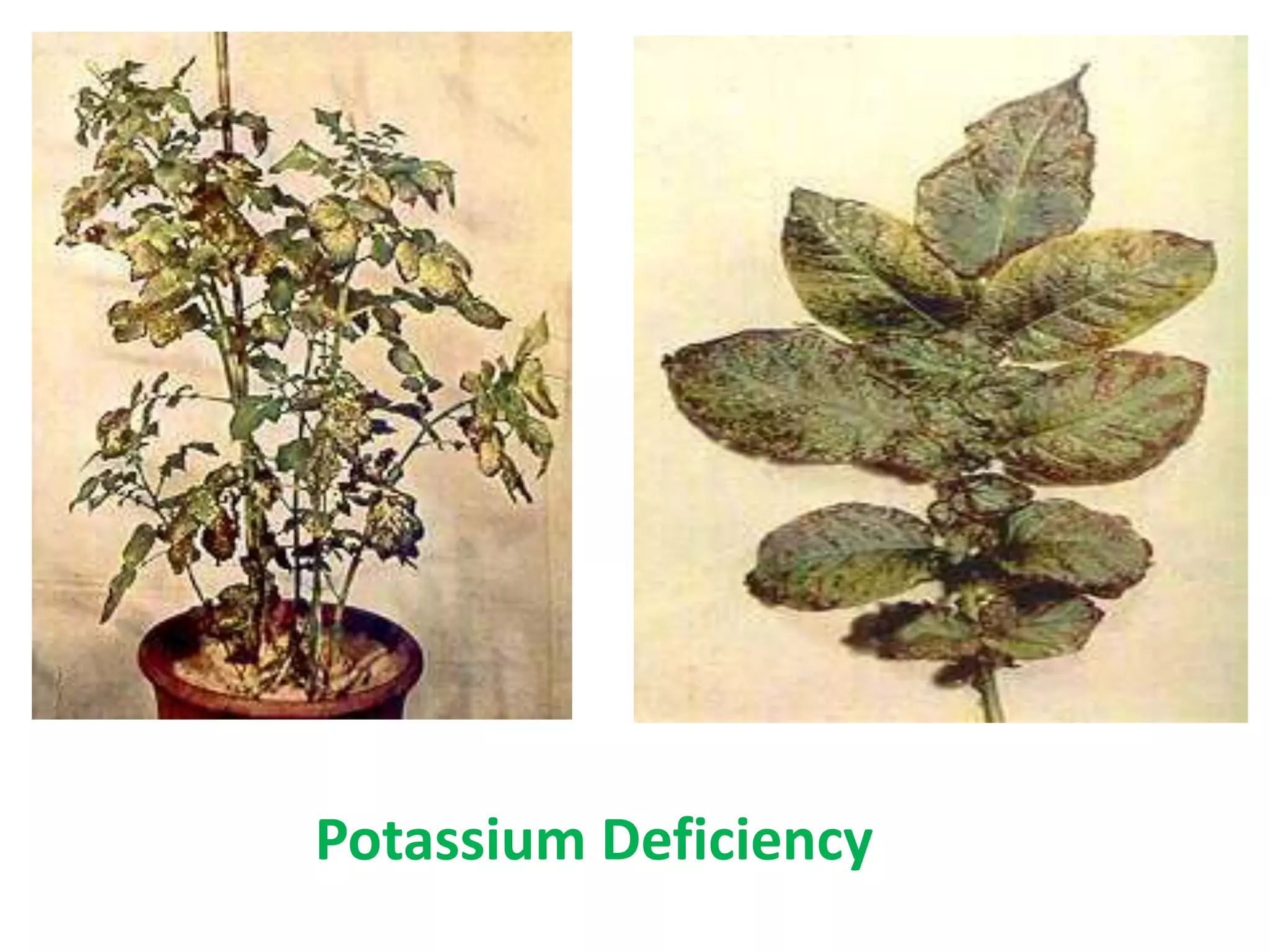 Plant physiology | PPT