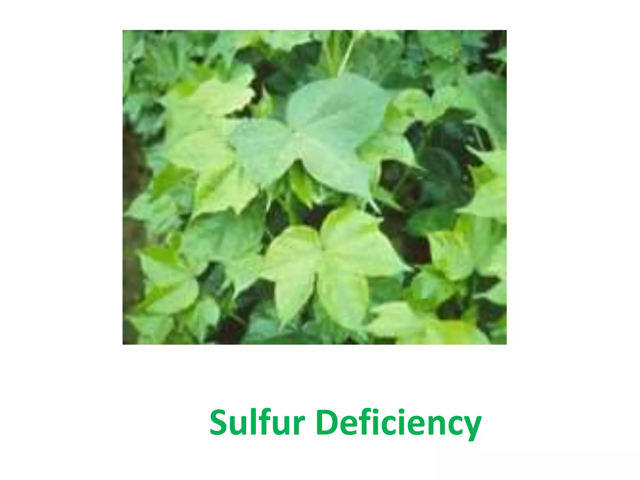 Plant physiology | PPT