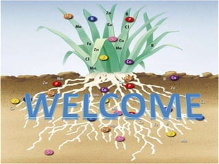 Plant physiology | PPT