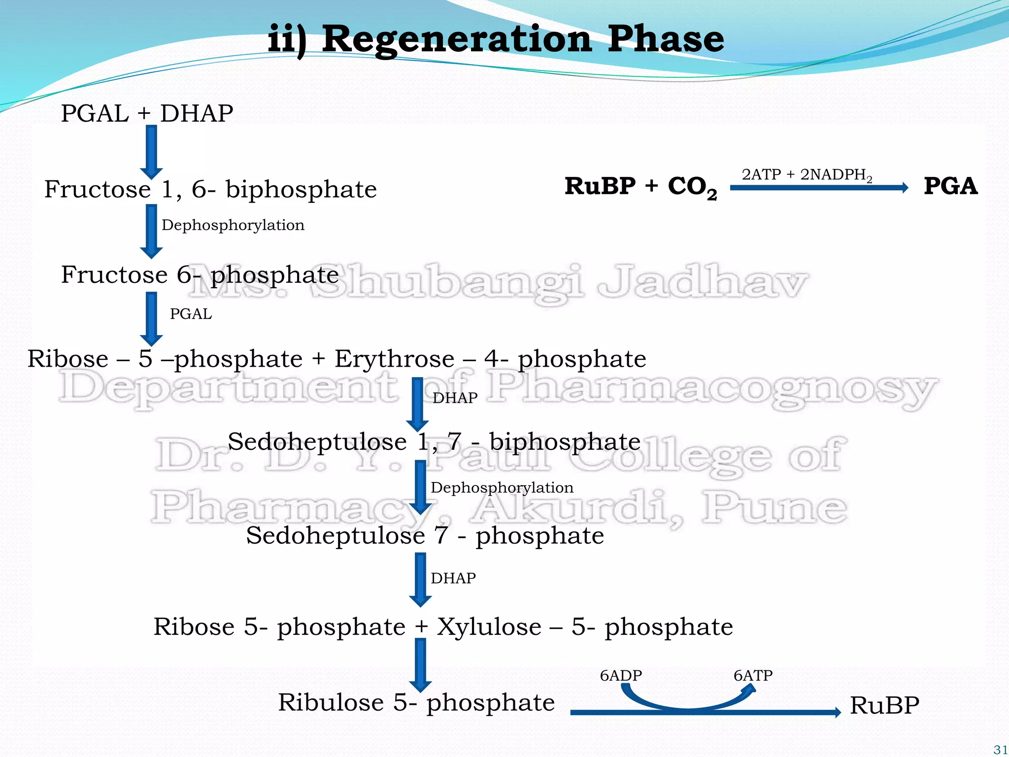 Plant physiology | PPTX