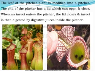 Plant physiology | PPTX